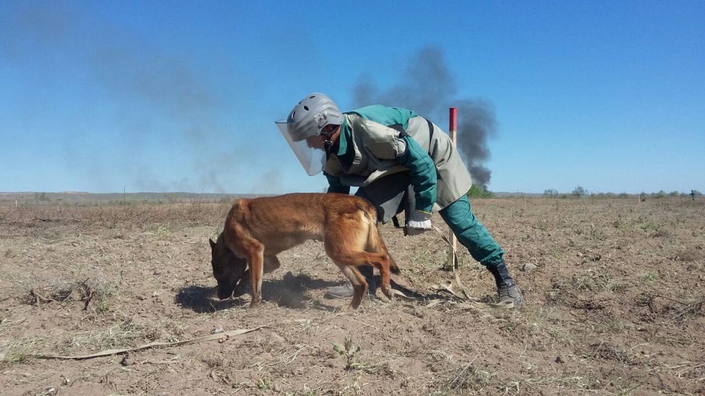 Explosive Detection Dogs – Project Masam