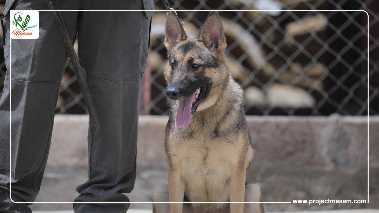 Project Masam welcomes new explosive detection dogs to increase safety ...