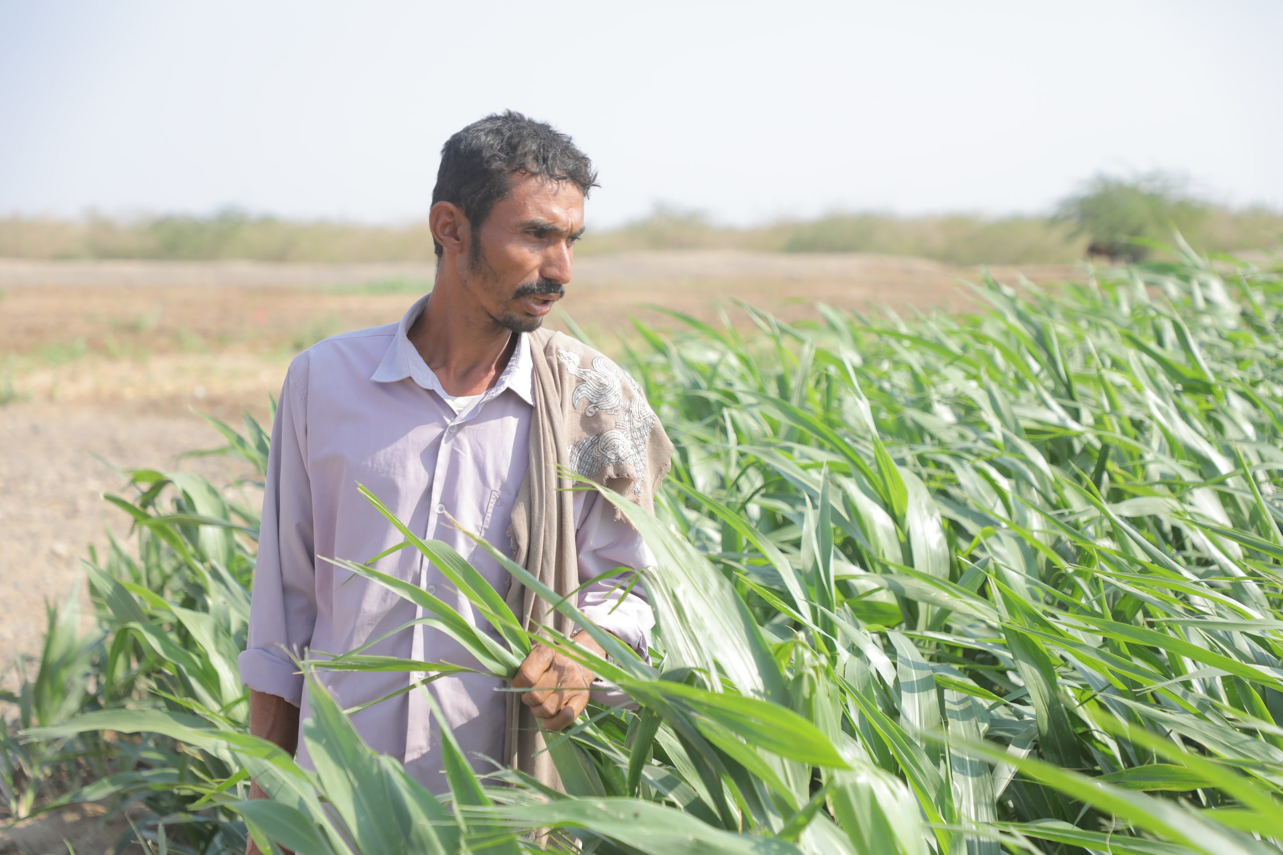 Mine Clearance: Restoring life to Yemen’s landmine-contaminated farms ...